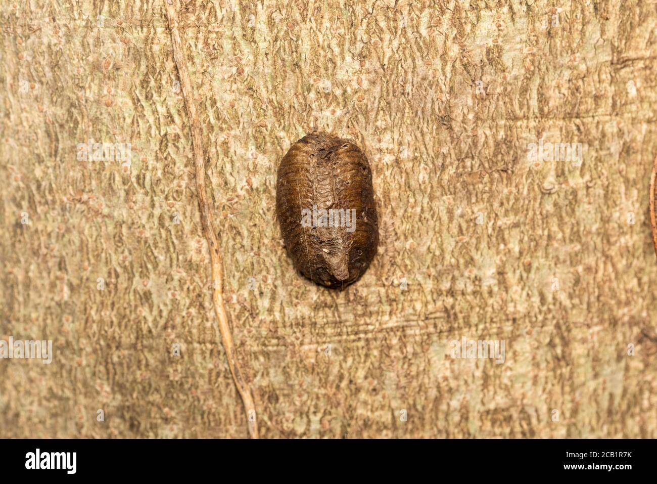 Hierodula patellifera hi-res stock photography and images - Alamy