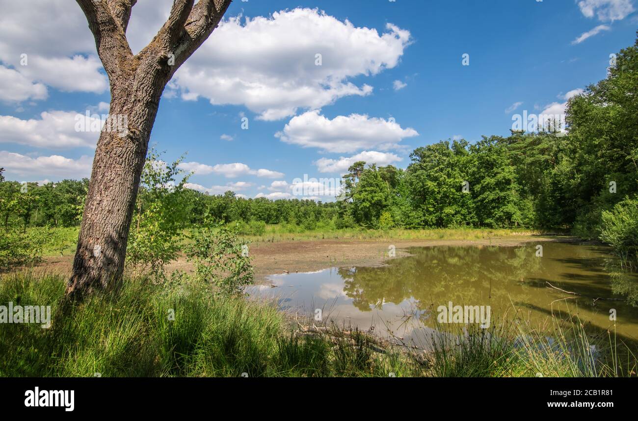 Tree trunk and lake at the forest in summer Stock Photo - Alamy