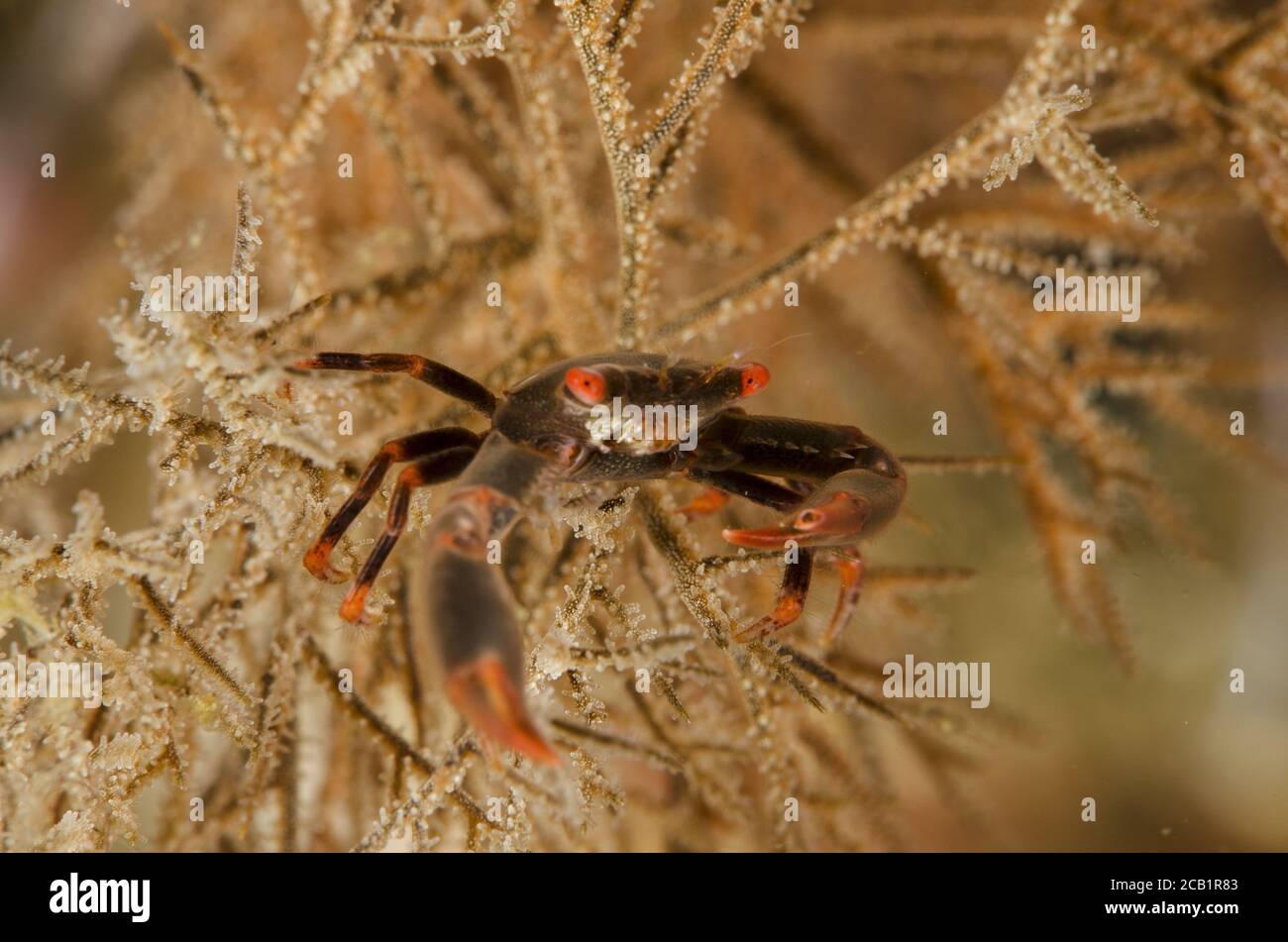 Black Coral Crab, Quadrella maculosa, Trapeziidae, Anilao, Batangas ...