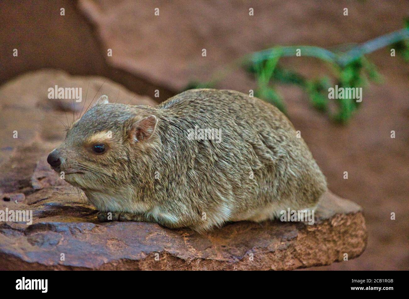 Rock hyrax paw hi-res stock photography and images - Alamy