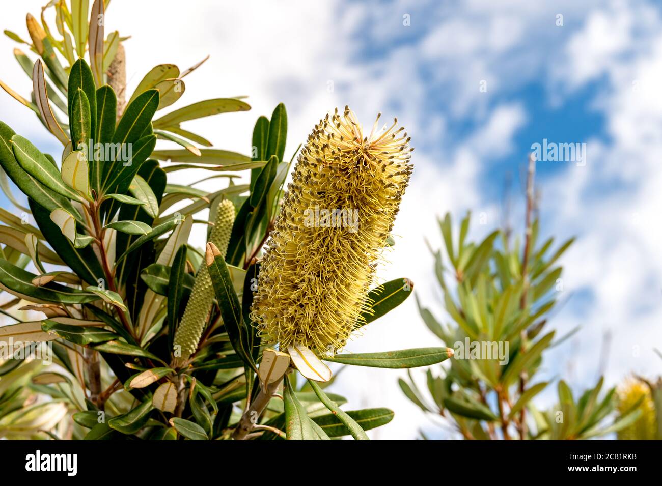 Australia Native Flower Yellow Banksia Stock Photo - Alamy