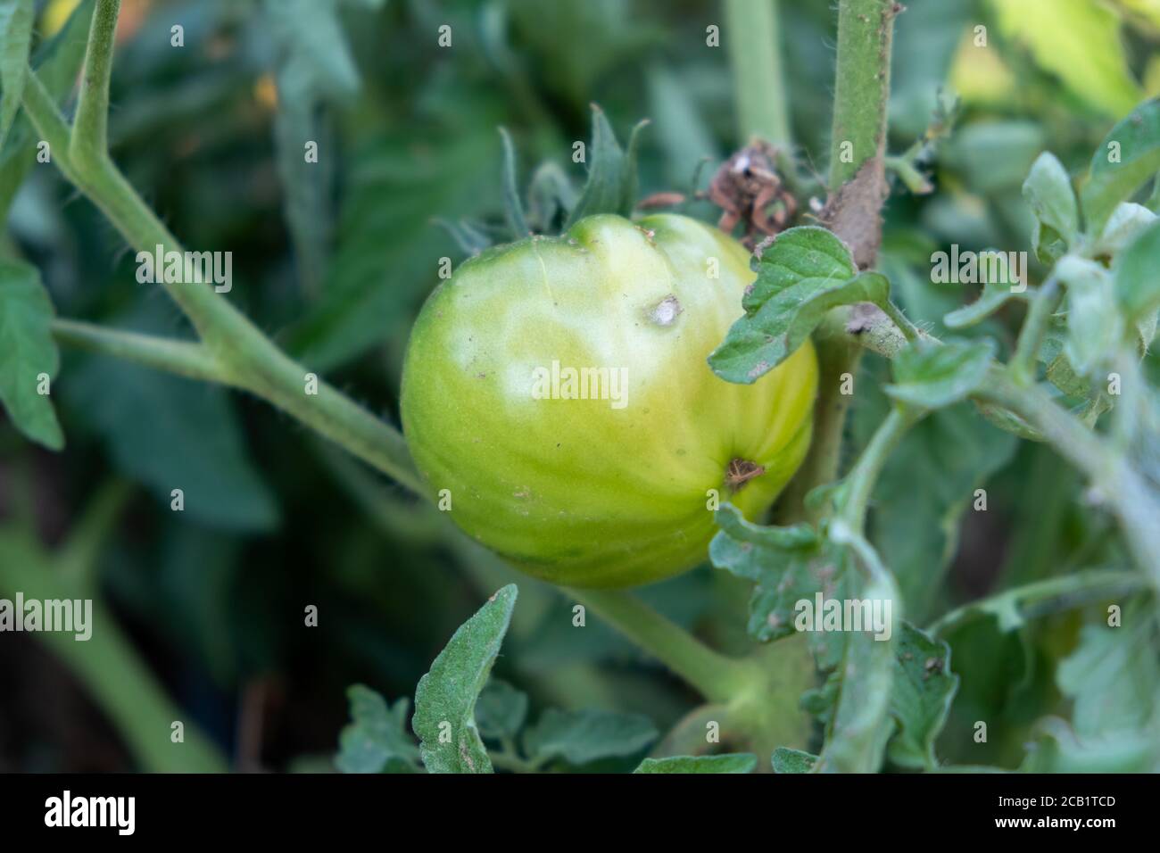 Single organic fresh green tomato planted in local home garden ...