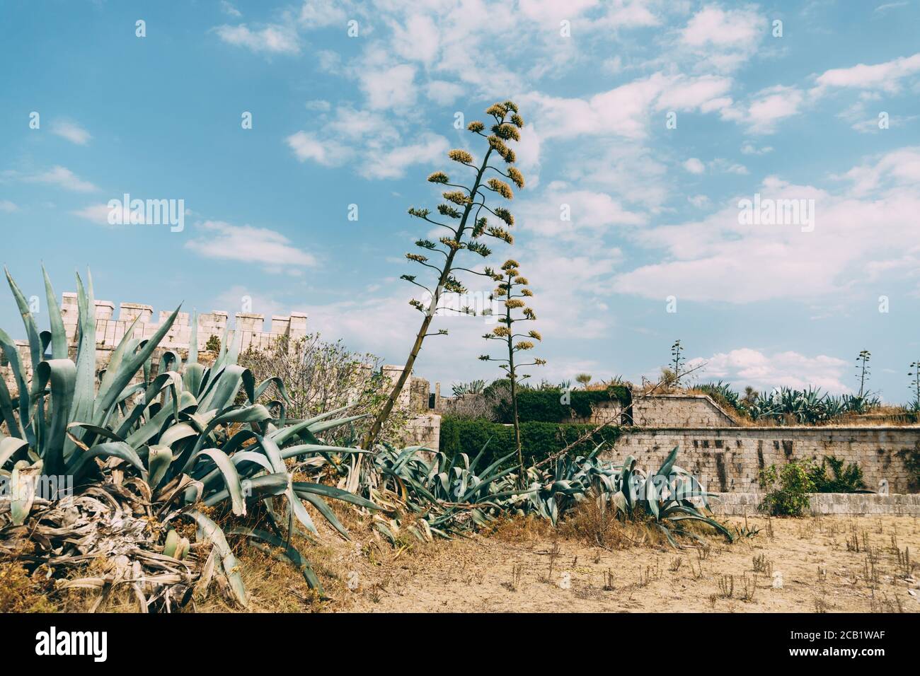 Tall Agave Stem High Resolution Stock Photography and Images - Alamy
