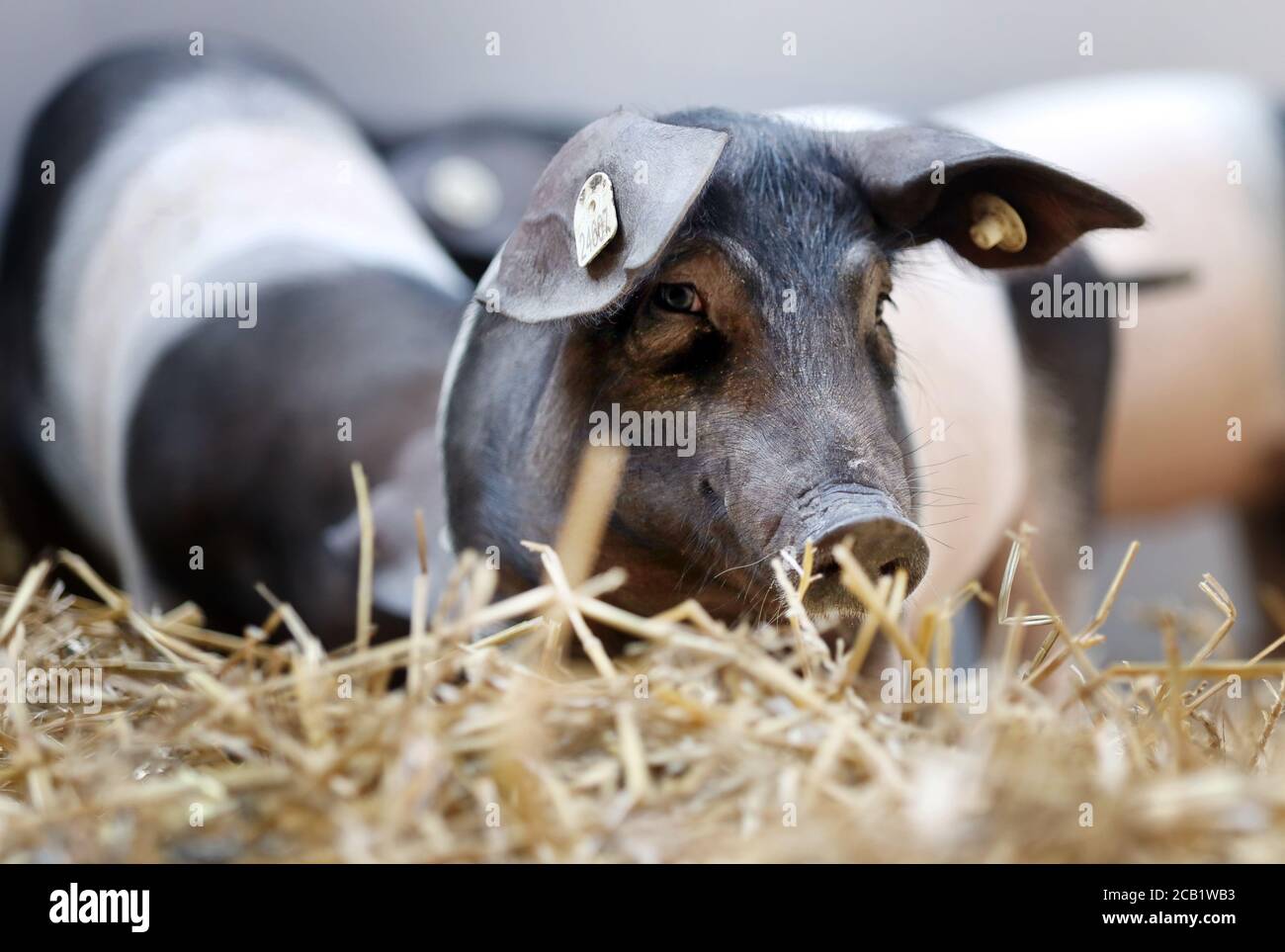 Animal production hi-res stock photography and images - Alamy