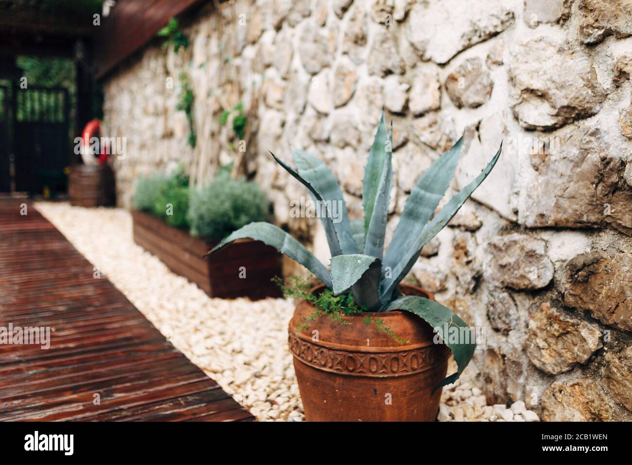 Blue homemade agave in a vintage pot on a blurred background of stone ...