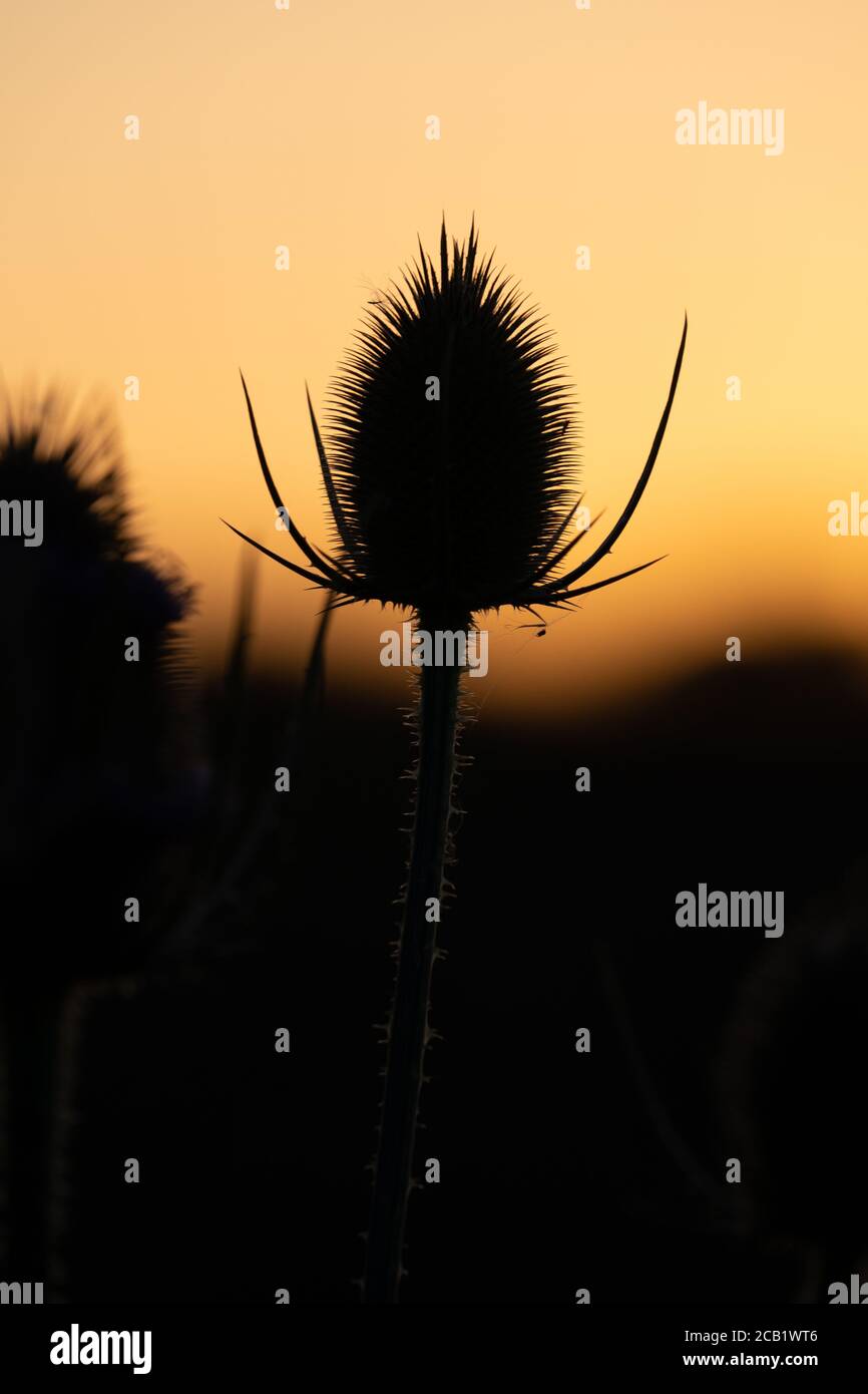Weed in sunset hi-res stock photography and images - Alamy