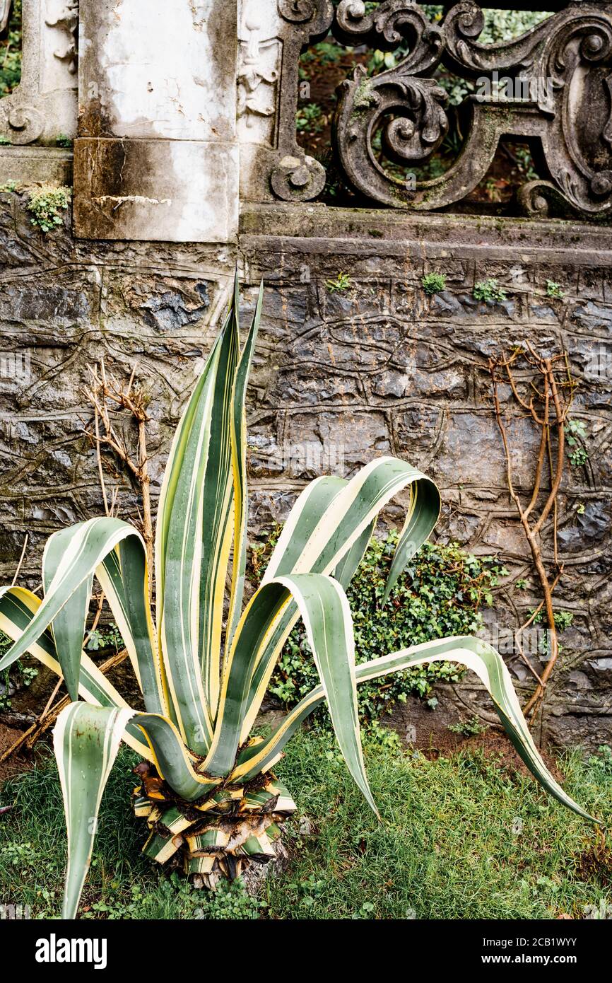 A large agave bush near an old wrought-iron fence Stock Photo - Alamy