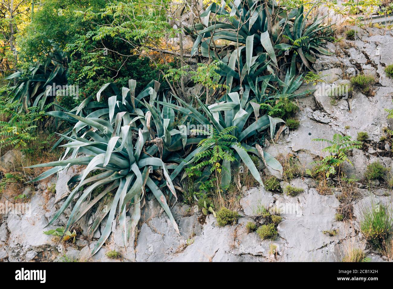 Green agave bushes among stones on the descent in the grass and ...