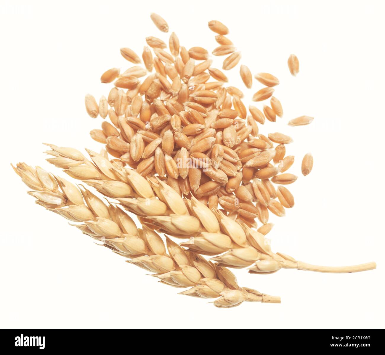 Wheat isolated on white background Stock Photo - Alamy