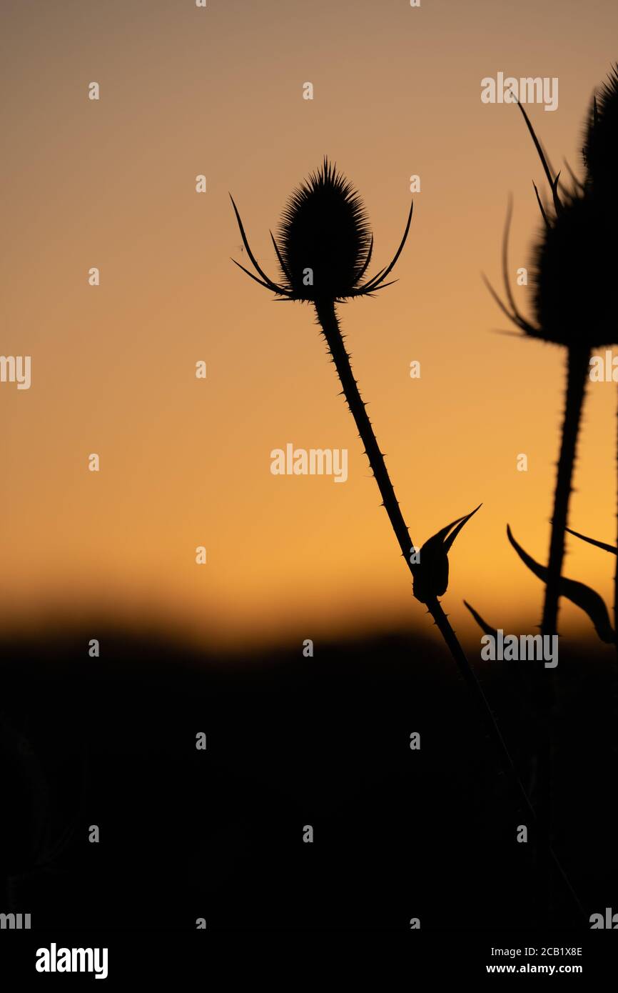 Weed in sunset hi-res stock photography and images - Alamy