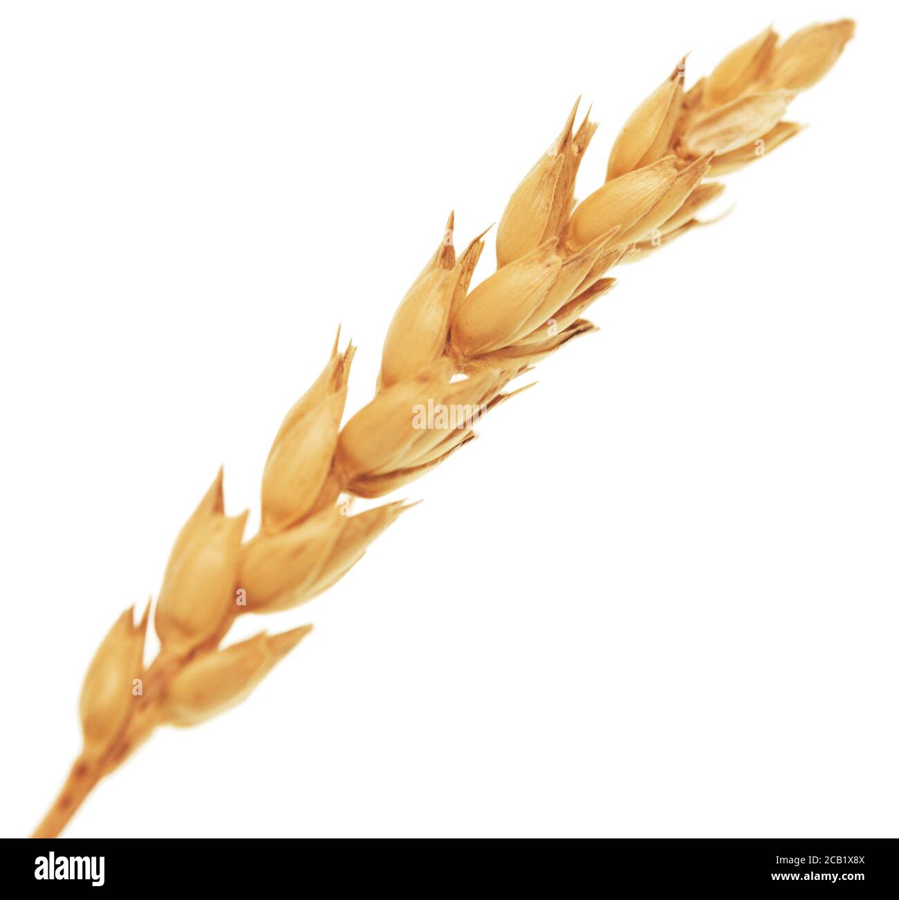 Wheat ear isolated on white background Stock Photo - Alamy