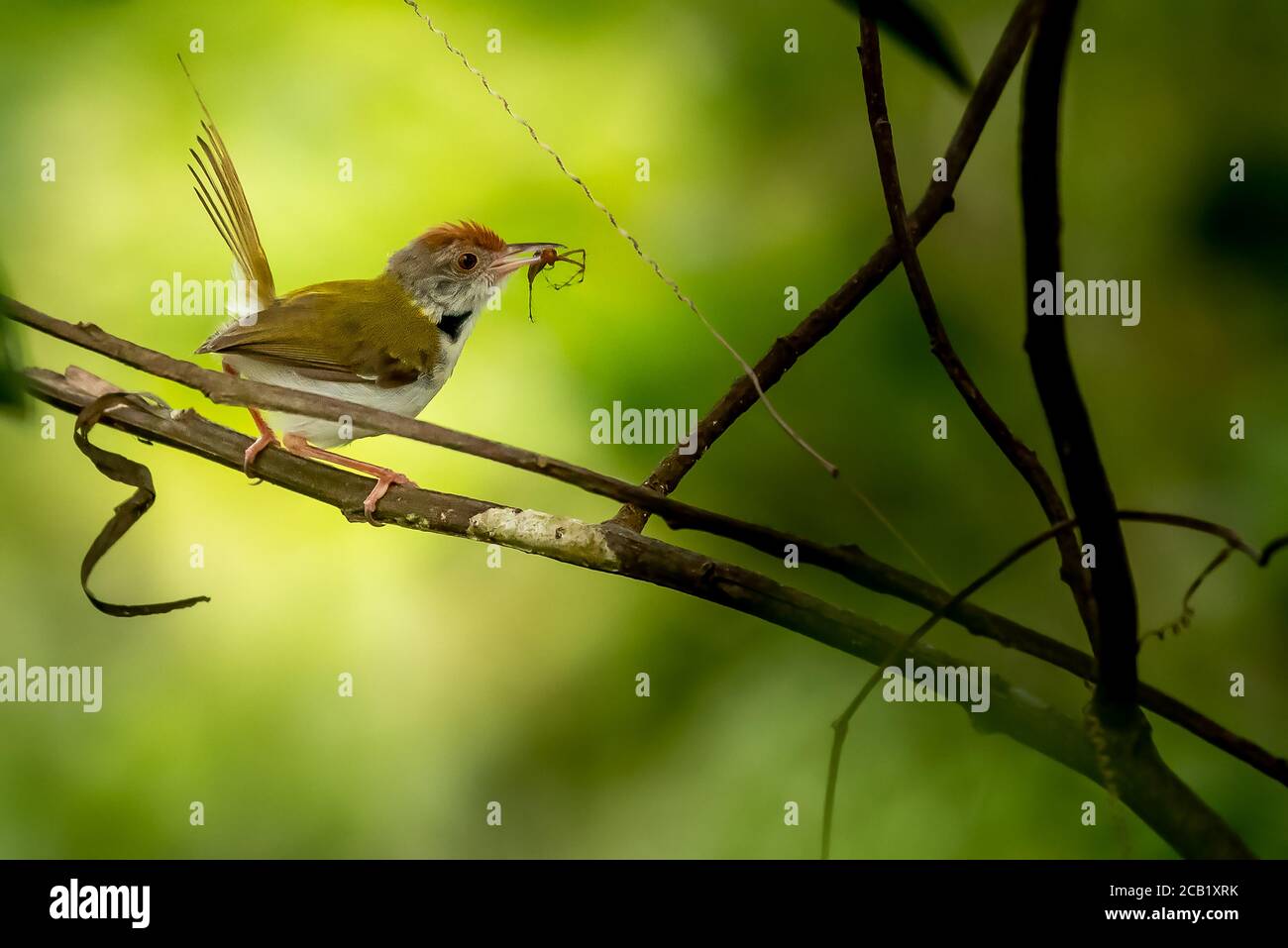 Tailor bird hi-res stock photography and images - Alamy