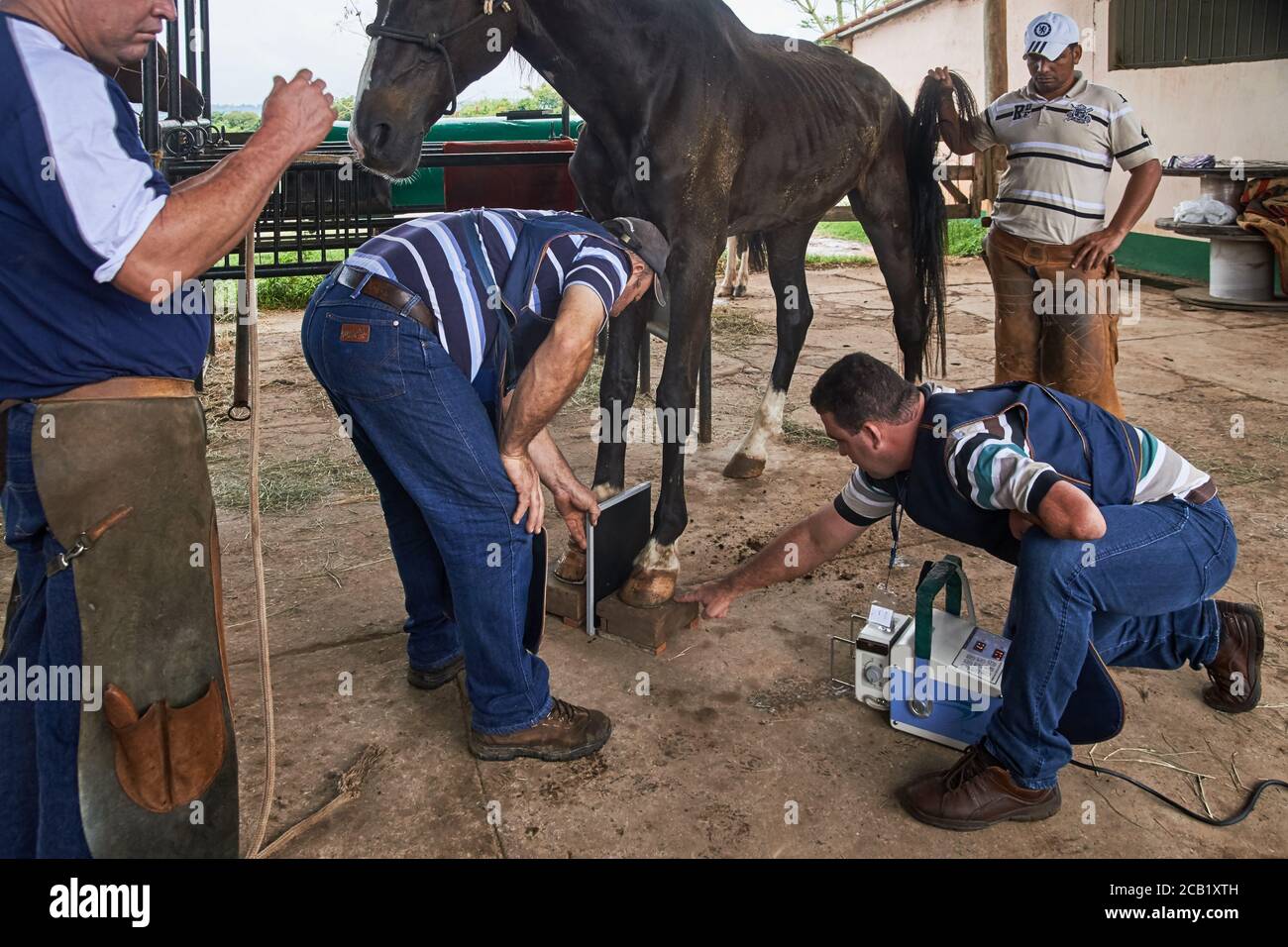 Vet taking an x rays to horse hoof to a very old and sick horse Stock ...
