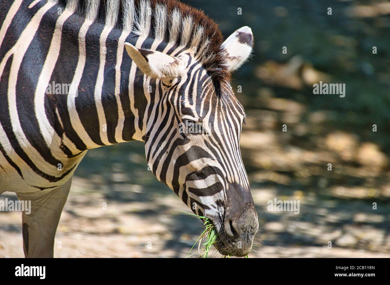 Baby zebra eating grass hi-res stock photography and images - Alamy