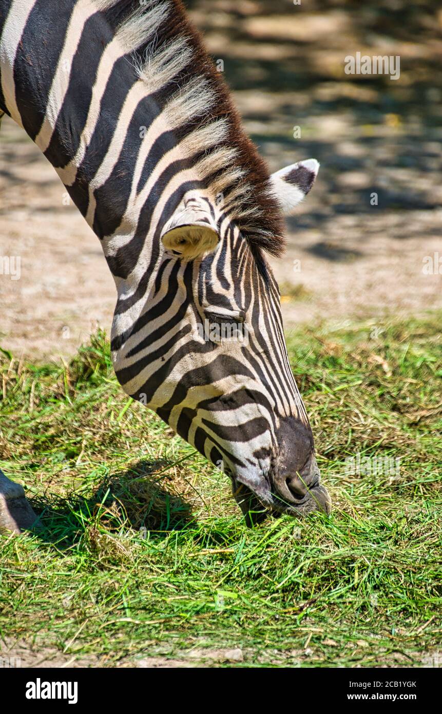 Zebra eats grass in their territory Stock Photo - Alamy