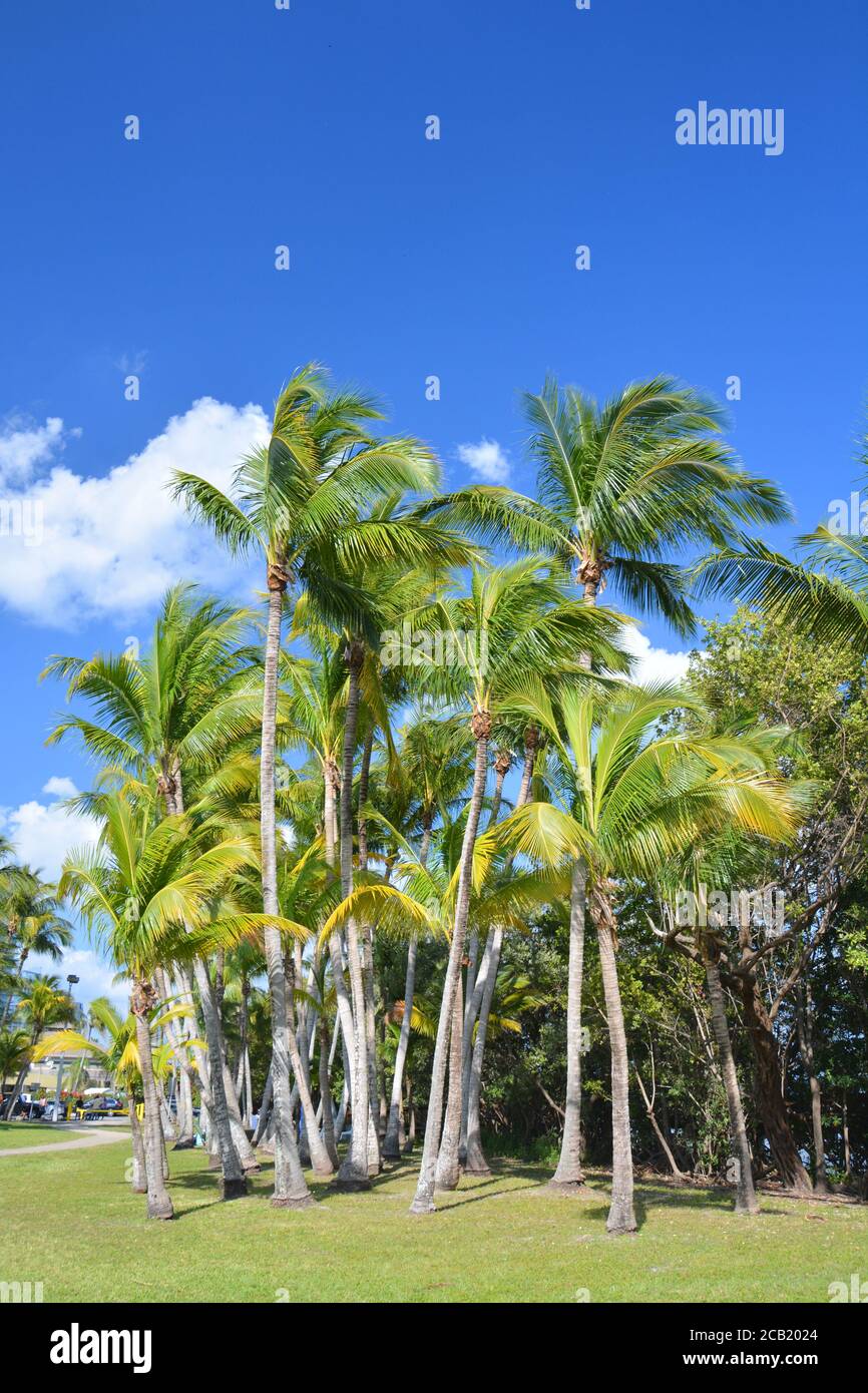 Palm trees garden in Miami, Florida Stock Photo - Alamy