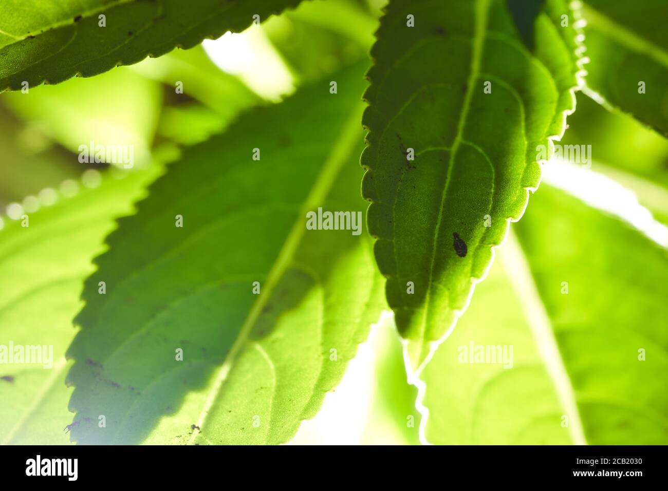 thin green leaves of the plant. Close-up.Macro effect photo Stock Photo ...