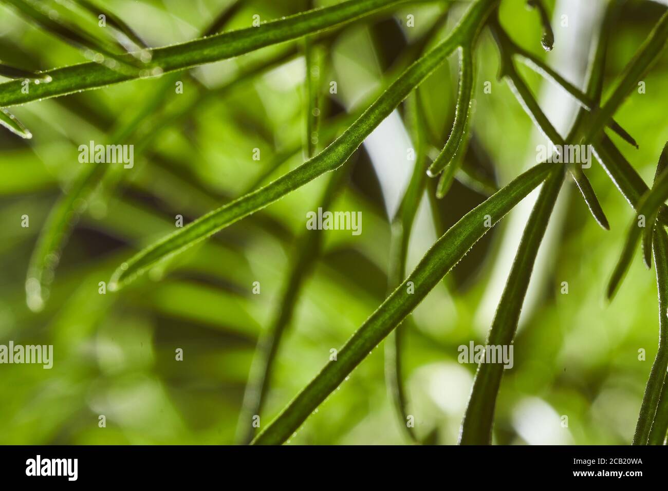 thin green leaves of the plant. Close-up.Macro effect photo Stock Photo ...