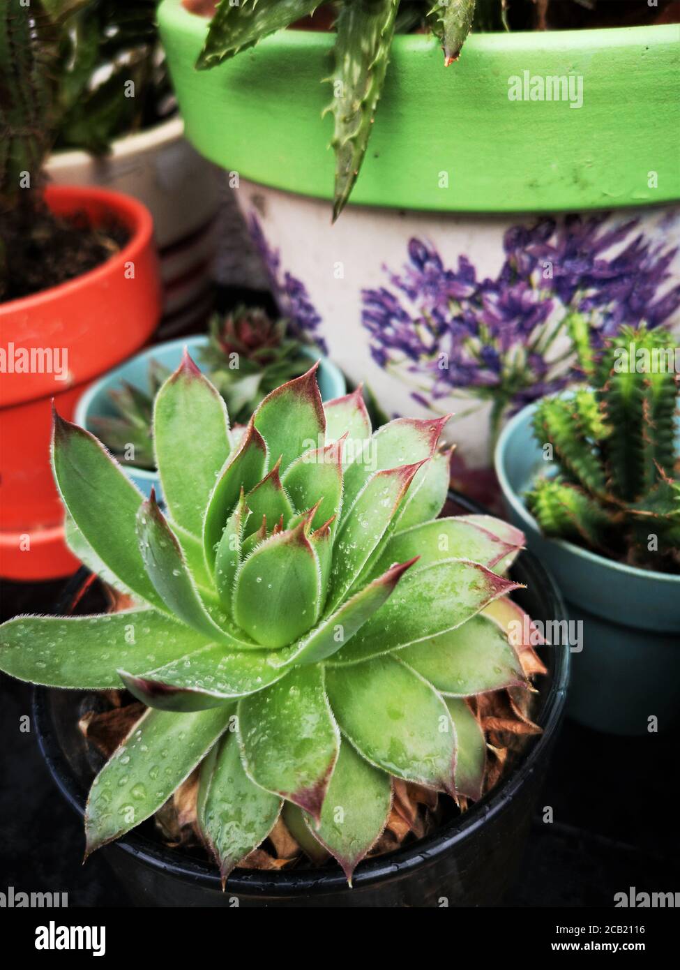 Cacti and succulents in pots hi-res stock photography and images - Alamy