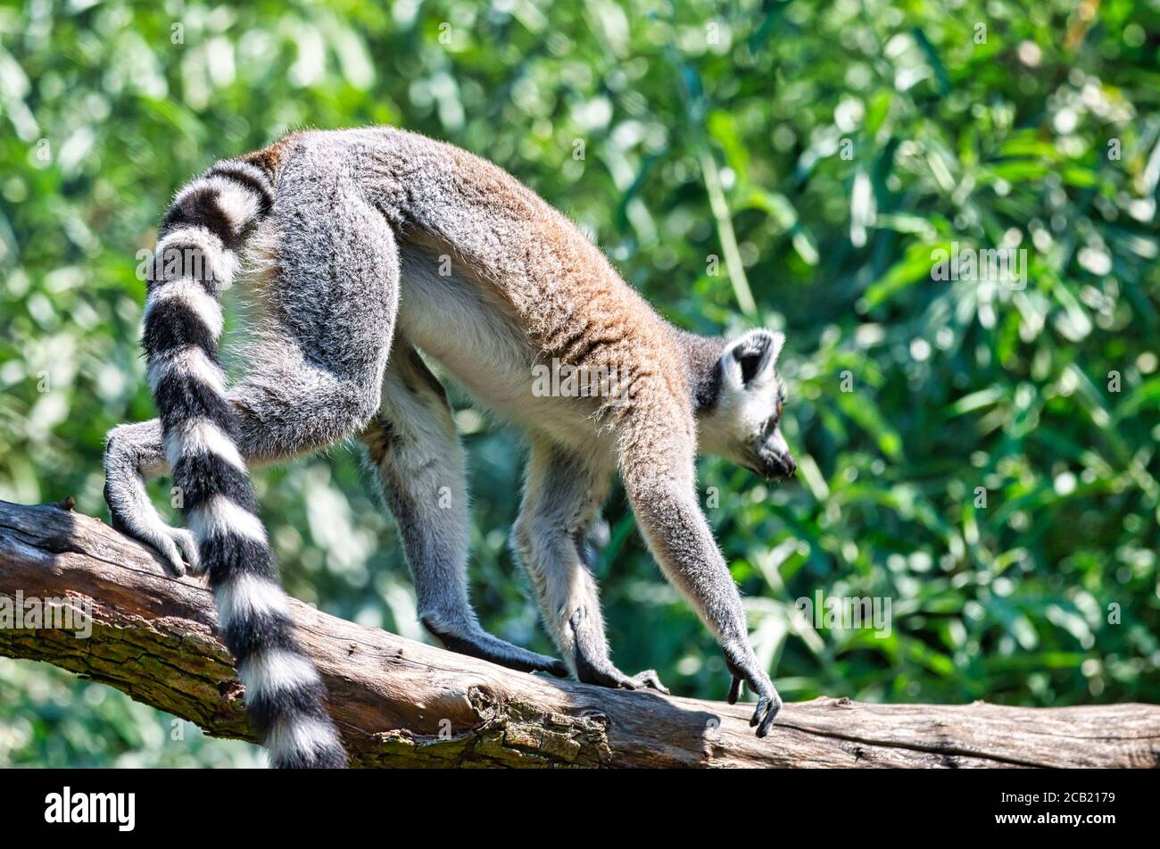 Madagascar Maki family jumping from tree to tree Stock Photo - Alamy