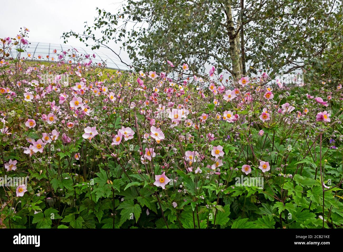 Japanese anenome pink hi-res stock photography and images - Alamy