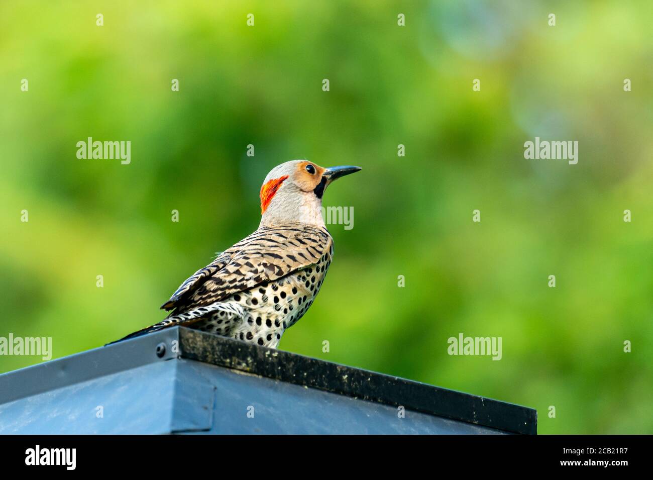 Backyard pic hi-res stock photography and images - Alamy