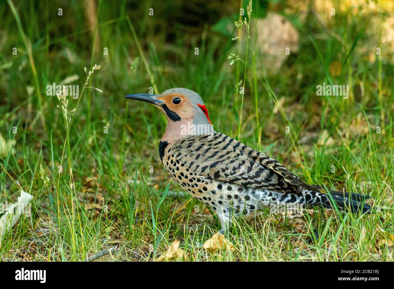 Flicker behavior hi-res stock photography and images - Alamy