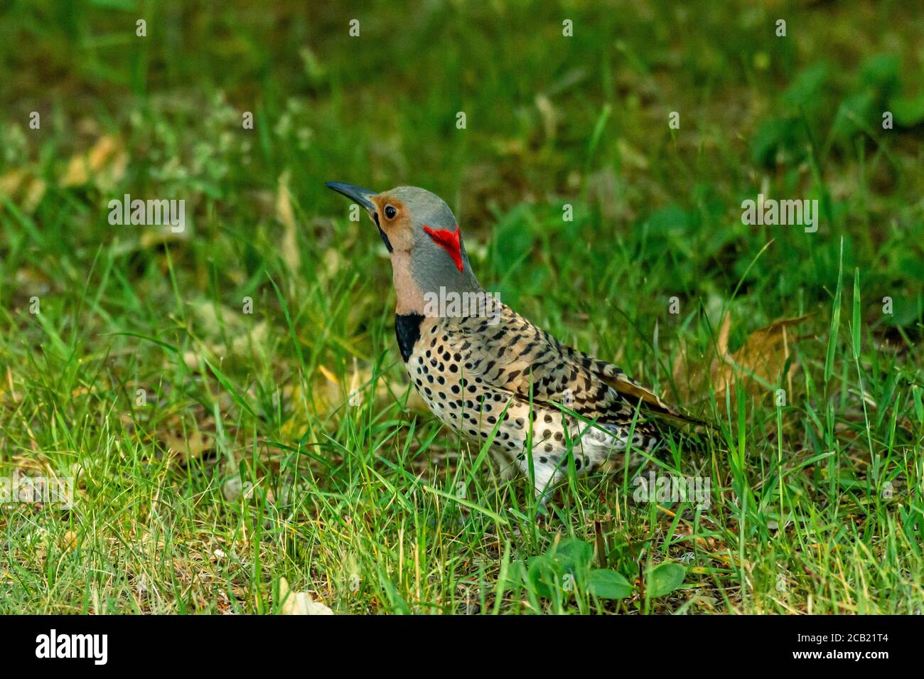 Backyard pic hi-res stock photography and images - Alamy