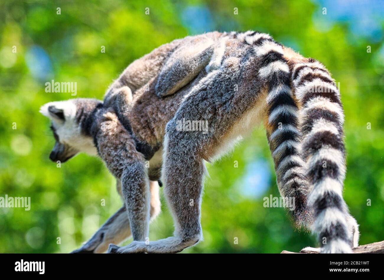 Lemur Jumping From Tree To Tree High Resolution Stock Photography and ...