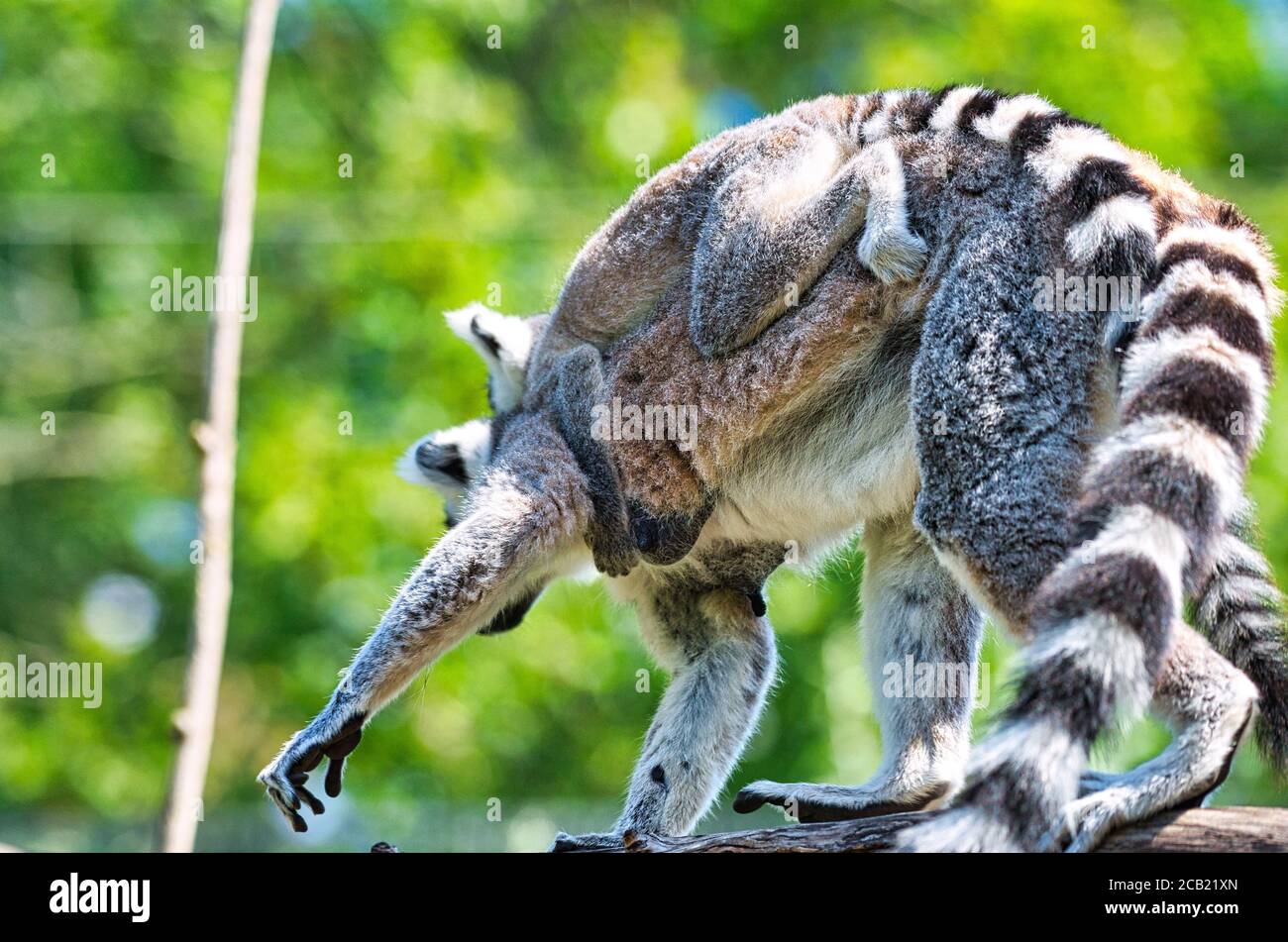 Madagascar Maki family jumping from tree to tree Stock Photo - Alamy