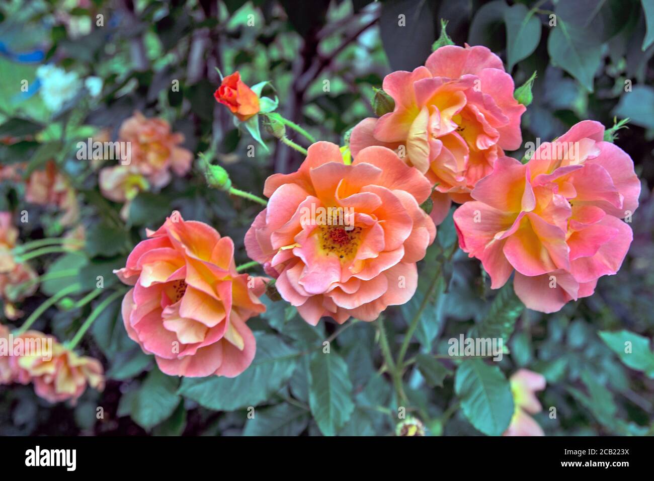 Beautiful pink roses in the home garden that make their appearance ...