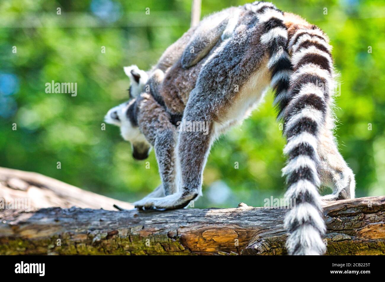 Madagascar Maki family jumping from tree to tree Stock Photo - Alamy