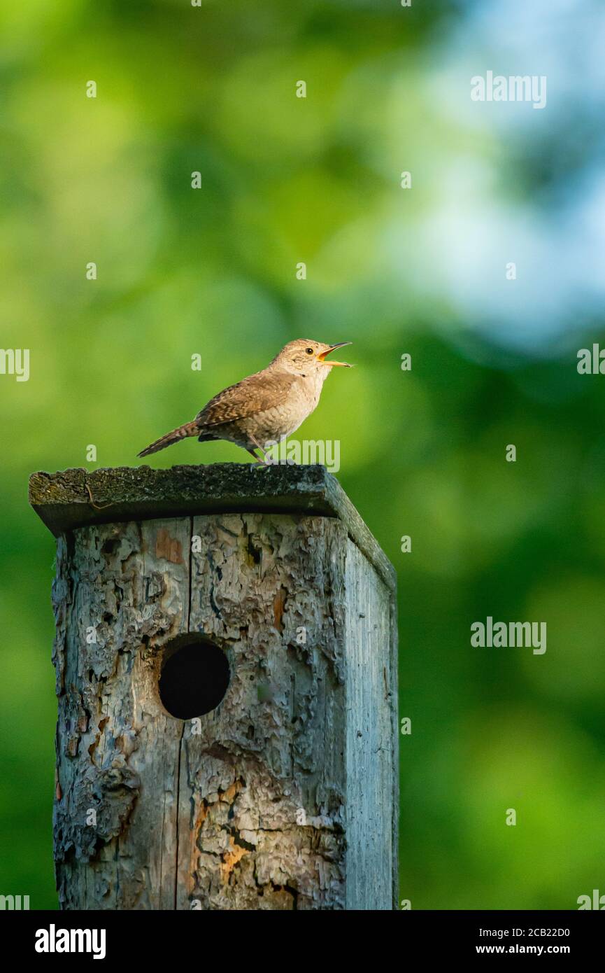 Wren flying hi-res stock photography and images - Alamy