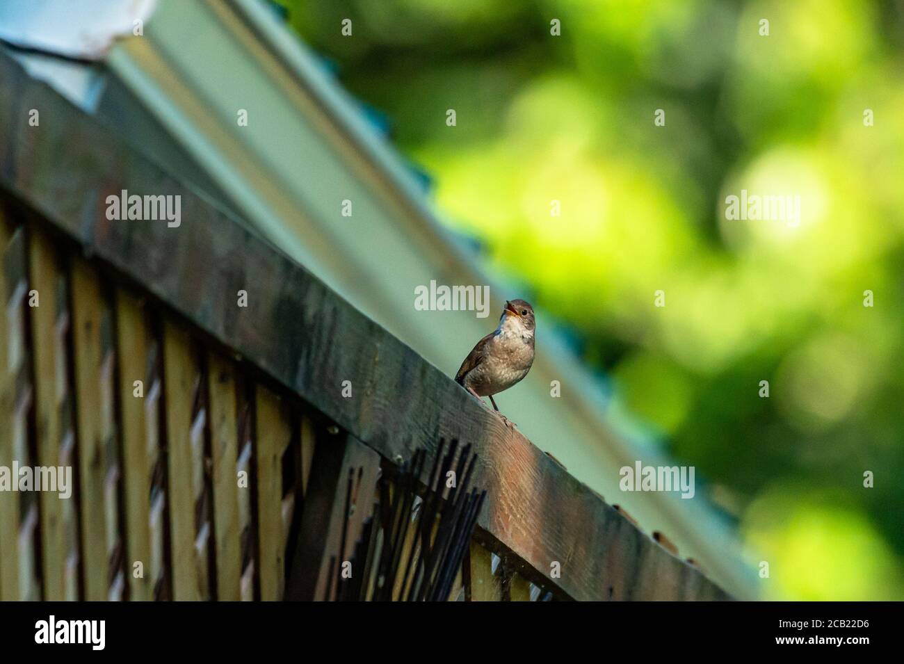 Wren Flying High Resolution Stock Photography and Images - Alamy