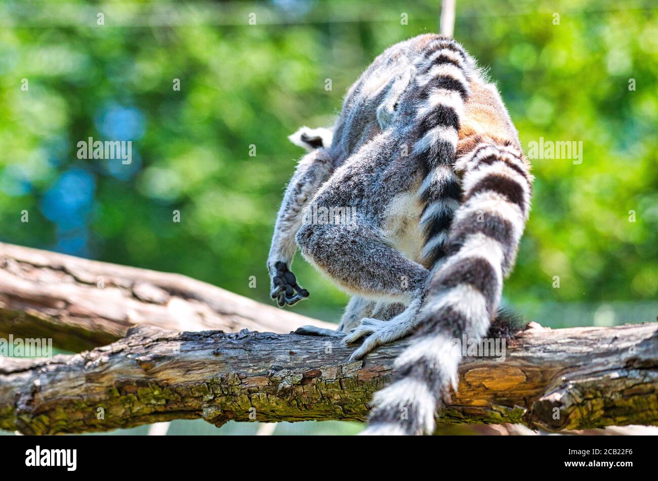 Madagascar Maki family jumping from tree to tree Stock Photo - Alamy