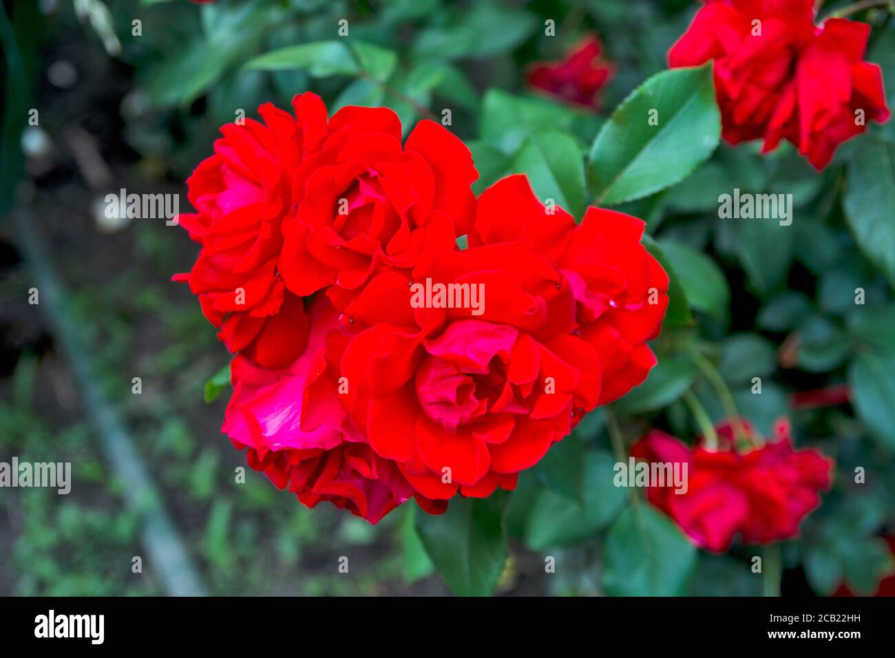 Beautiful red rose in home garden hi-res stock photography and images ...