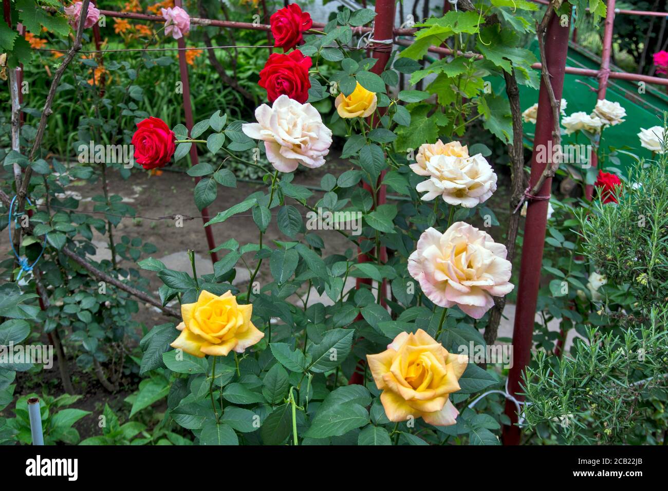 Beautiful yellow, white and red roses that decorate the garden with ...
