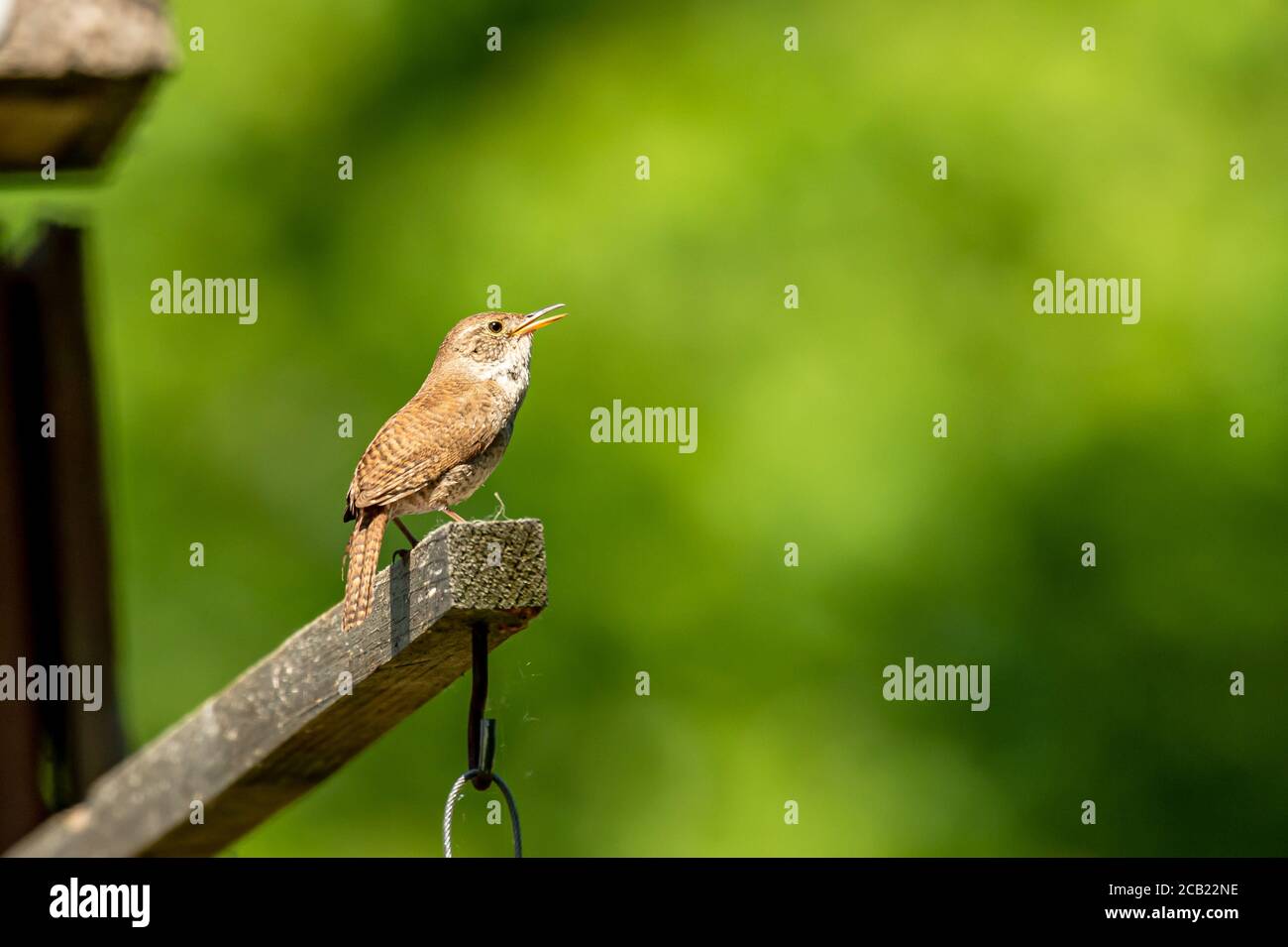 Wren flying hi-res stock photography and images - Alamy
