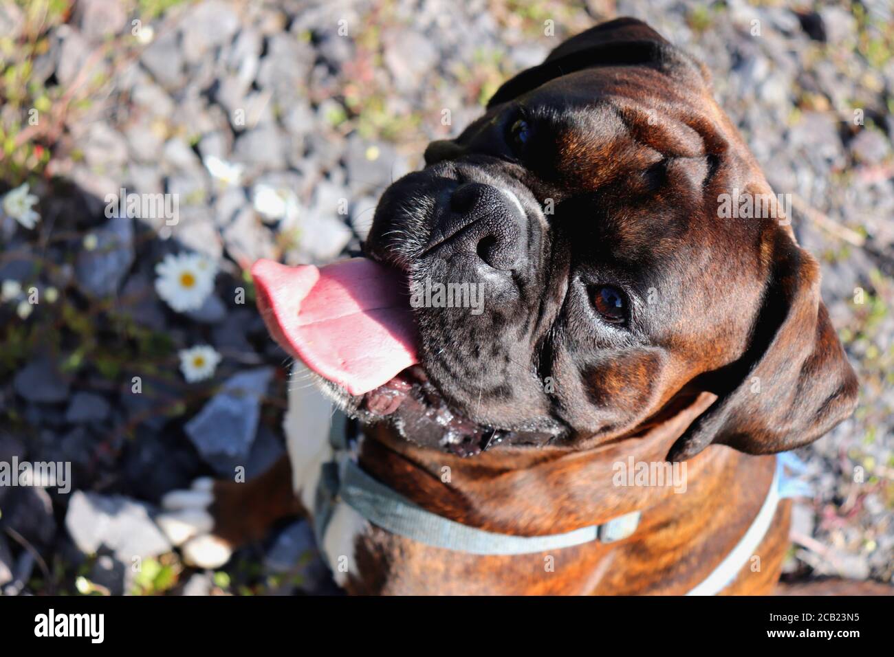 happy boxer dog portrait with his tongue out Stock Photo - Alamy