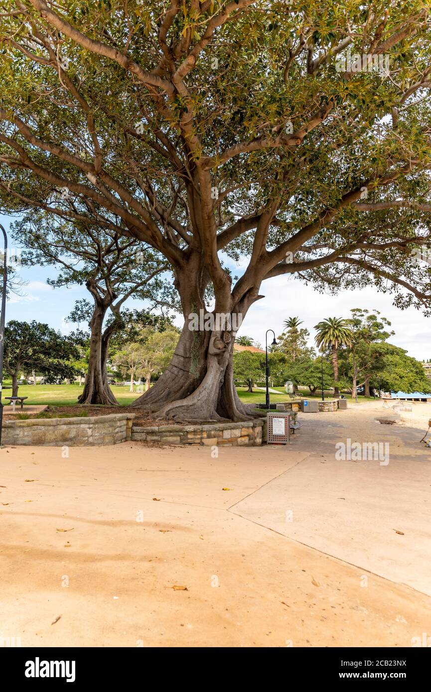Sydney NSW Australia - May 27th 2020 - Amazing Fig Trees in Watsons Bay ...