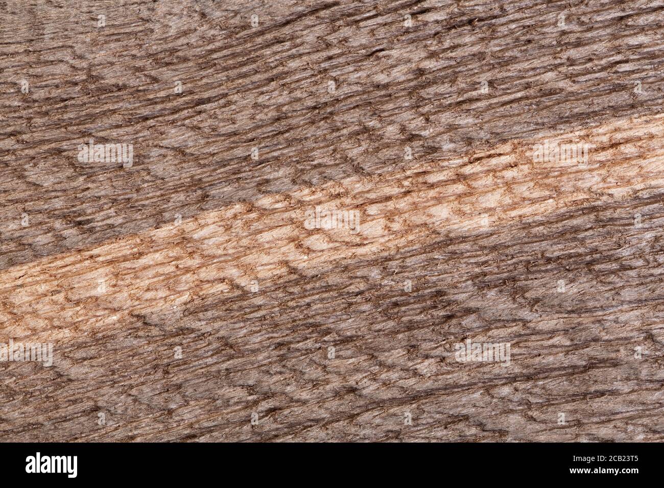 Petrified bog oak wood texture on macro Stock Photo - Alamy