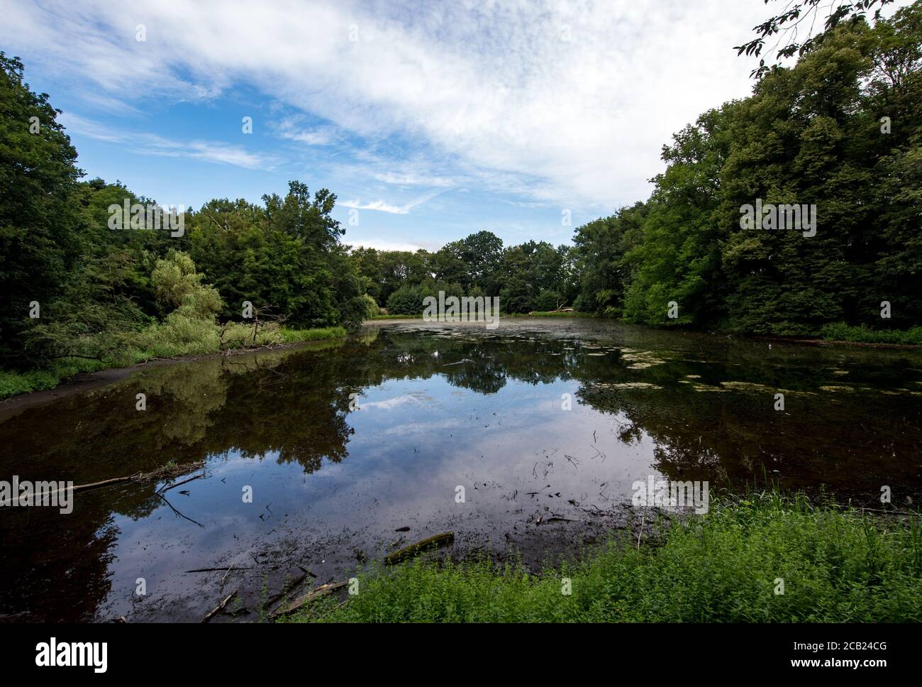 Leipzig, Germany. 05th Aug, 2020. The trees of the Leipzig alluvial ...