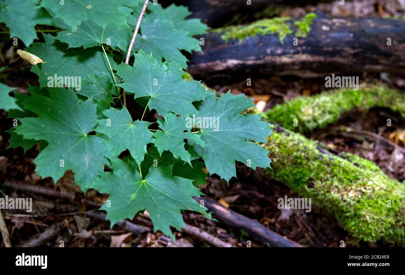 Leipzig, Germany. 05th Aug, 2020. A young maple grows in the Leipzig ...