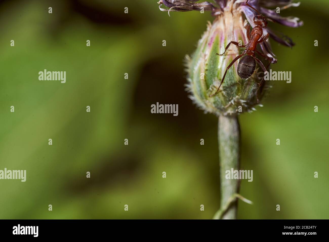 Ant sits on an undisclosed flower. Green background Stock Photo - Alamy