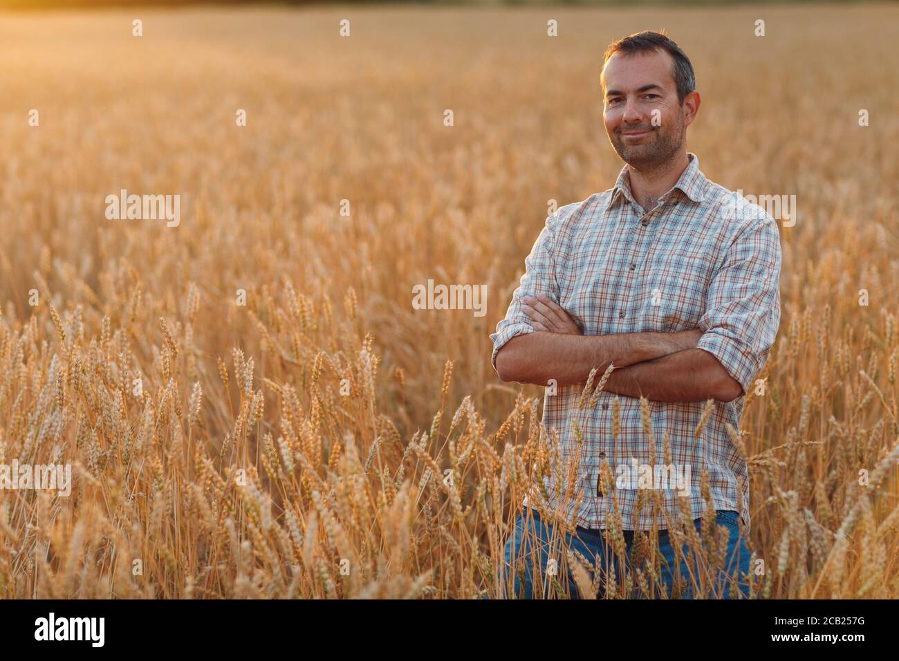 Man farmer in wheat field at sunset. Farming and agricultural ...