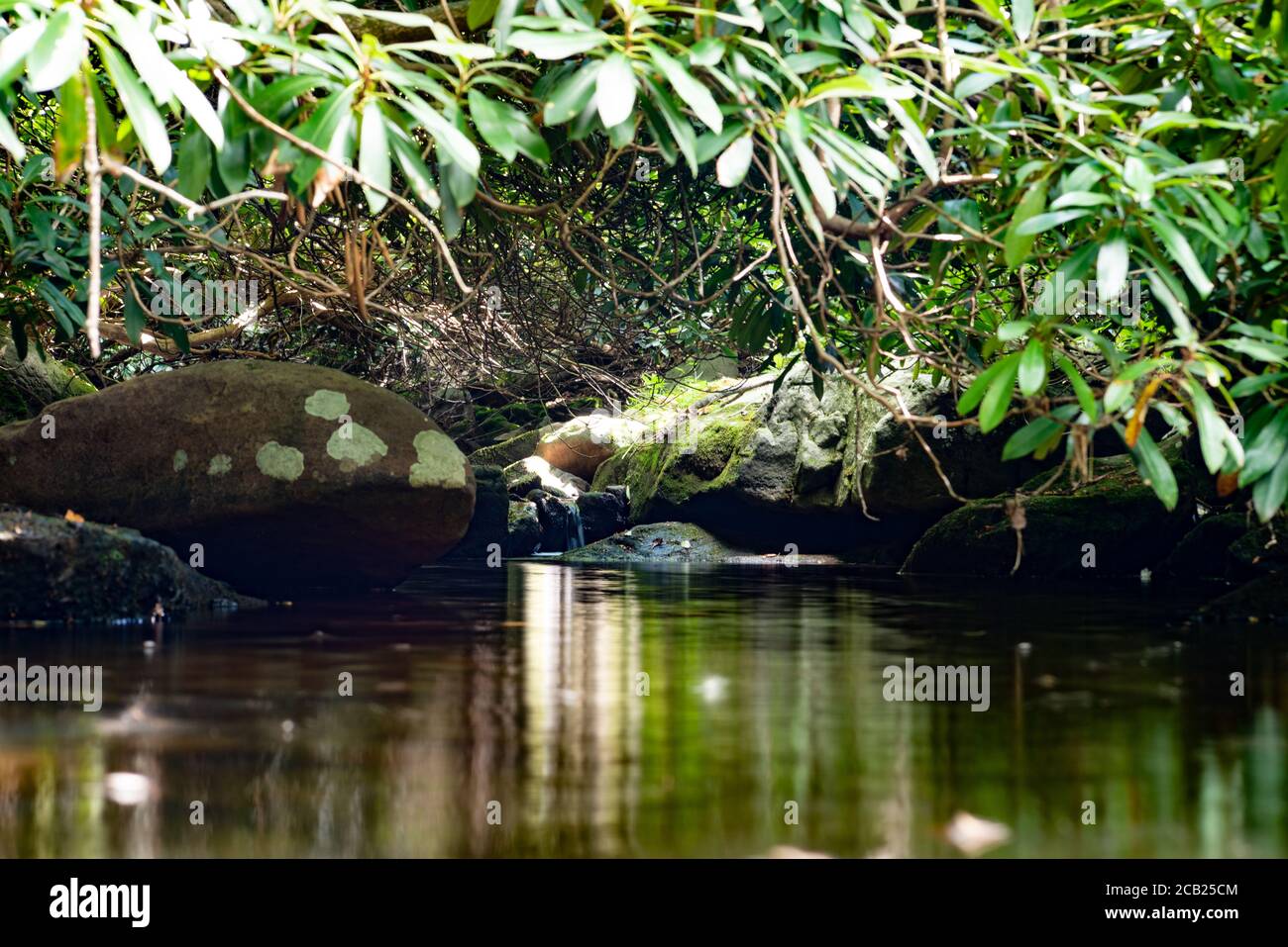Deep dark green pool hi-res stock photography and images - Alamy