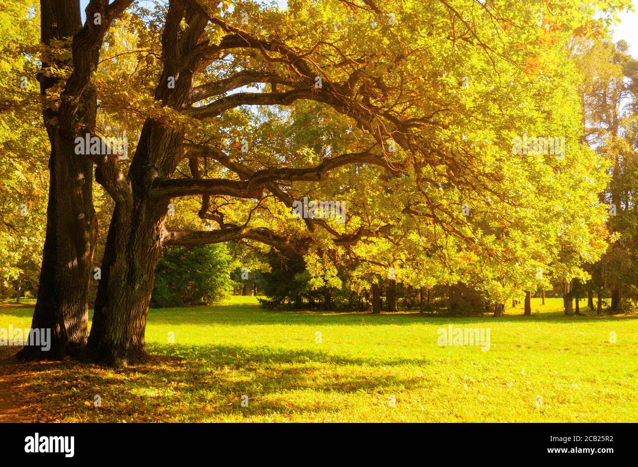 Autumn trees with red foliage in sunny September park lit by sunshine ...