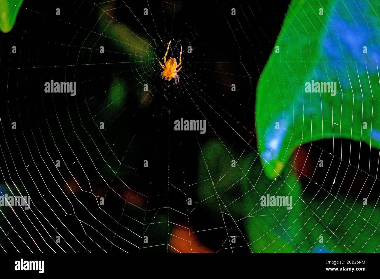 Common house spider with large web against muted green and black ...