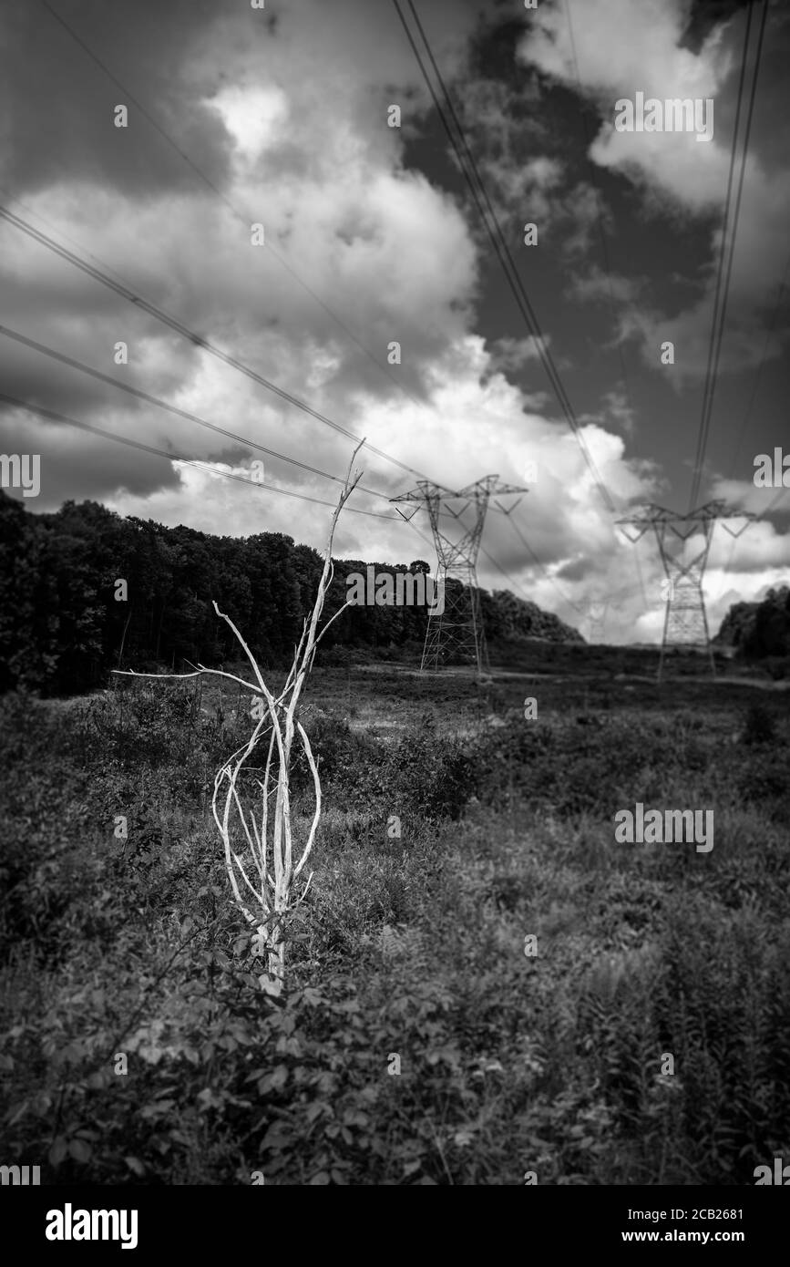 a dead tree alone in the field Stock Photo - Alamy