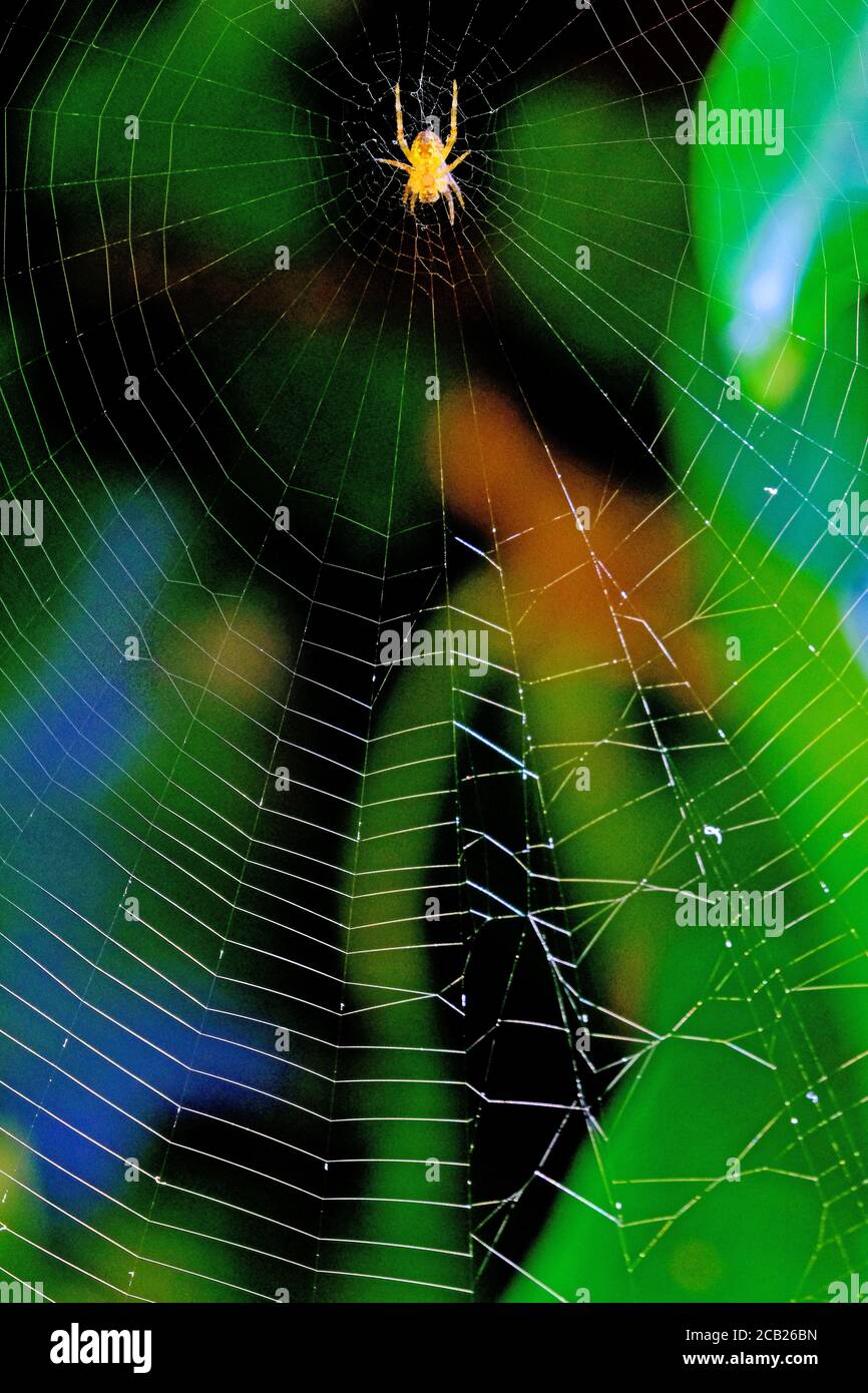Common house spider with large damaged web against muted green and ...